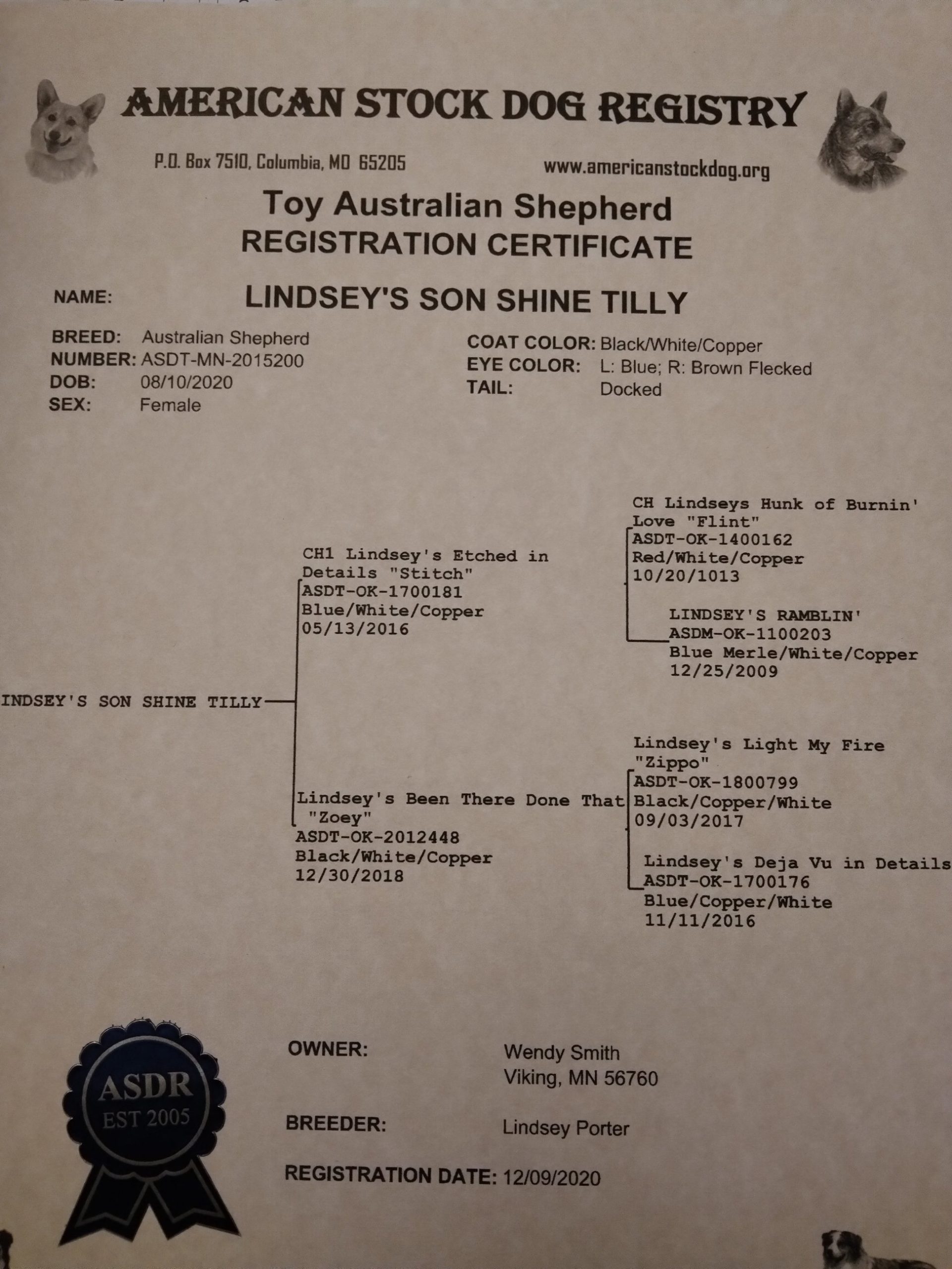 Aussie Dog Breeder | Meet Our Female Australian Shepherd Dog