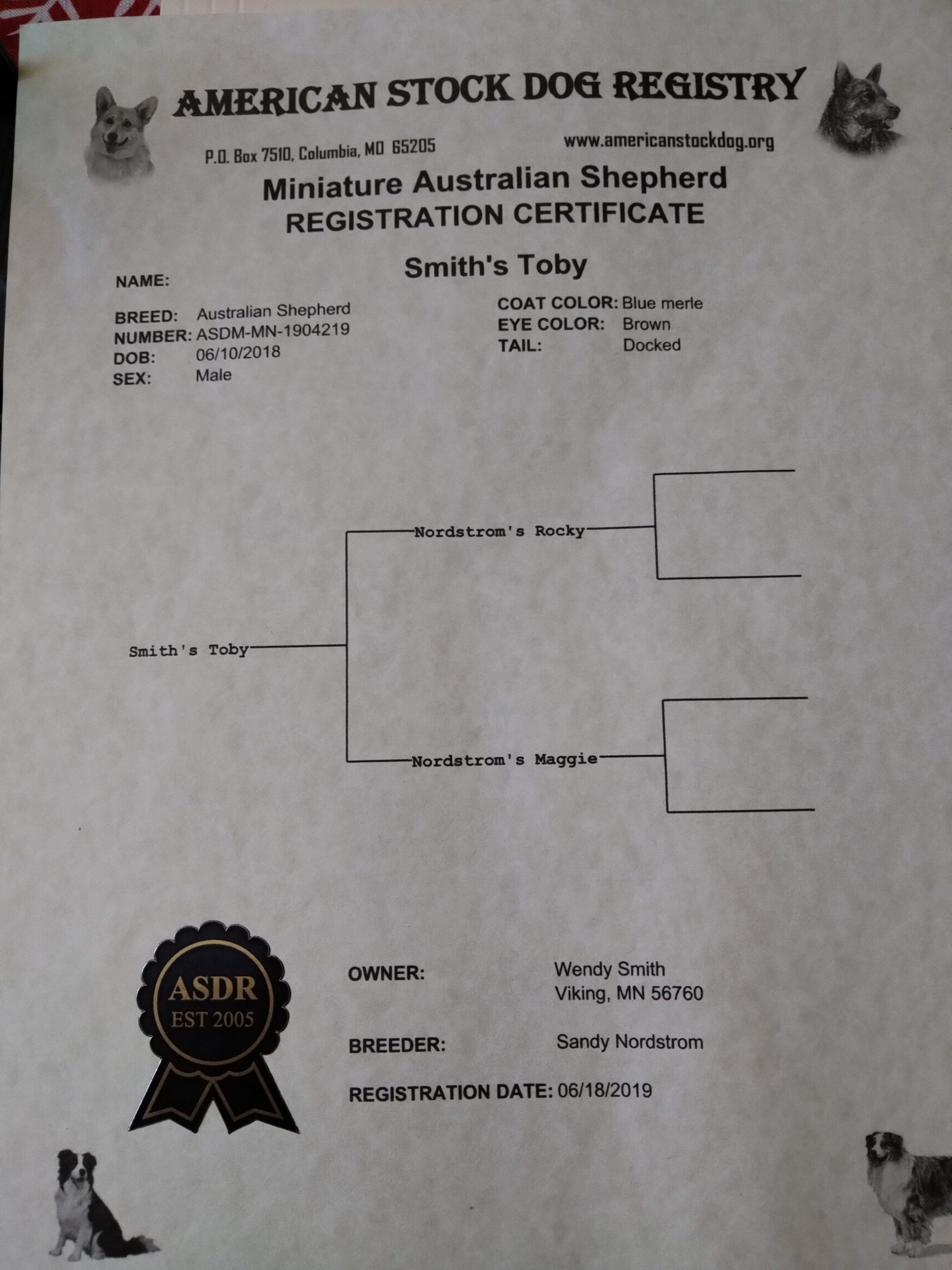 Australian Shepherd Dog Breeder | Meet Our Males