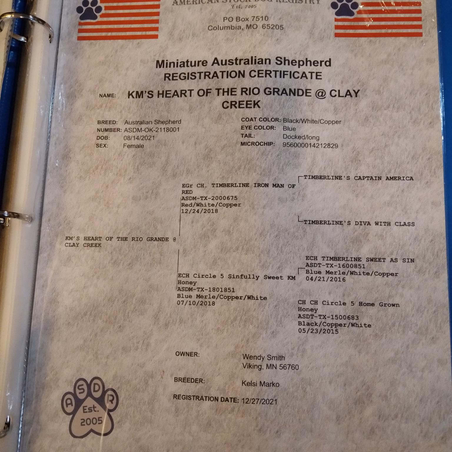 Aussie Dog Breeder | Meet Our Female Australian Shepherd Dog