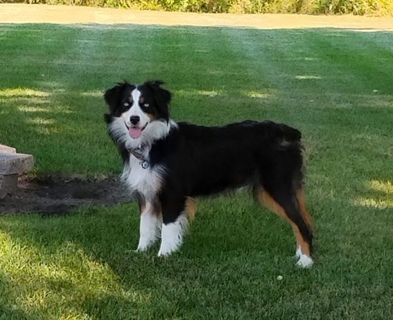 Aussie Dog Breeder | Meet Our Female Australian Shepherd Dog