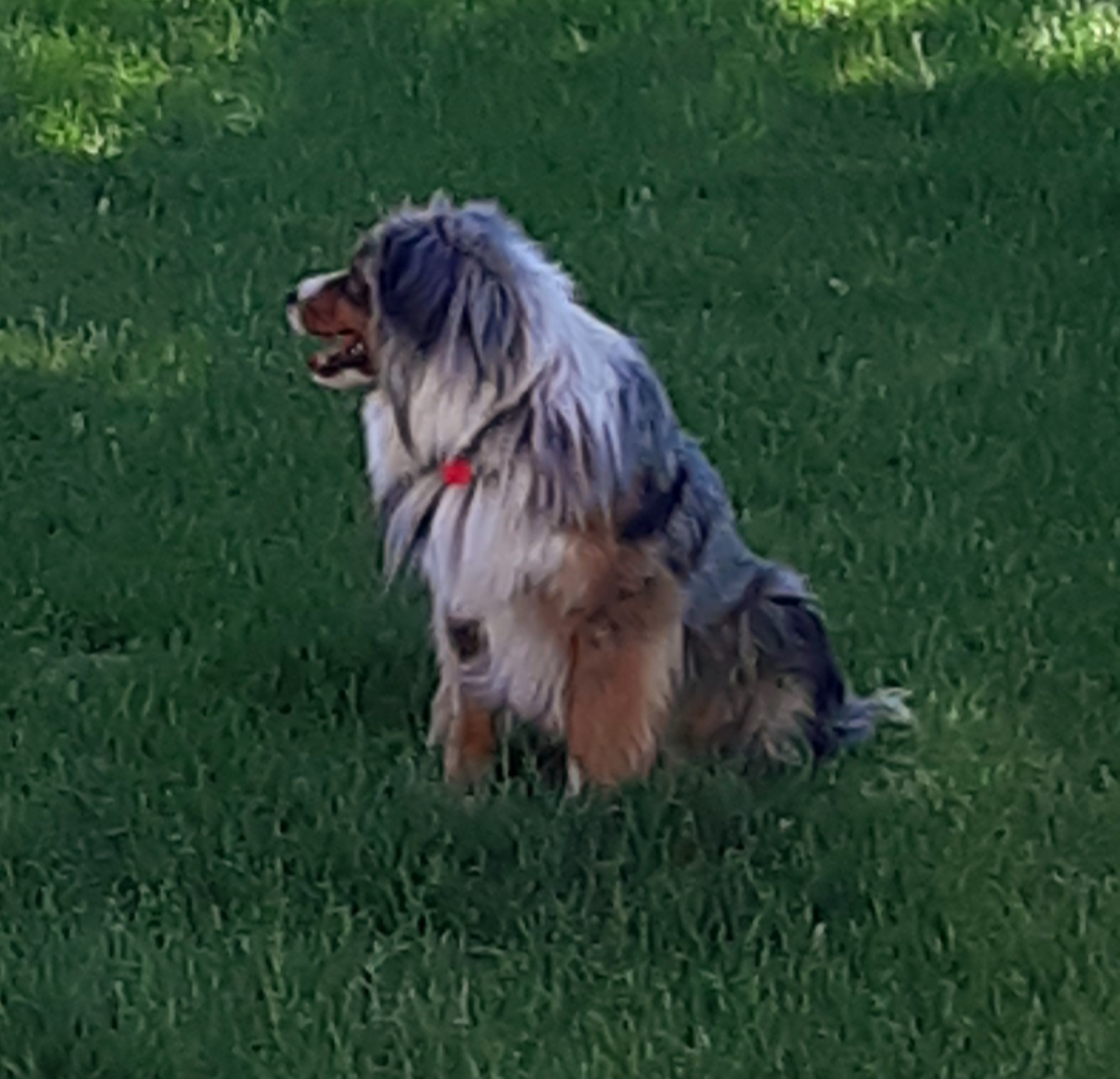 Aussie Dog Breeder | Meet Our Female Australian Shepherd Dog